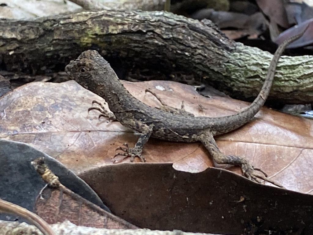 Diving Lizard from Inírida, Inírida, Guainía, CO on April 2, 2023 at 10 ...