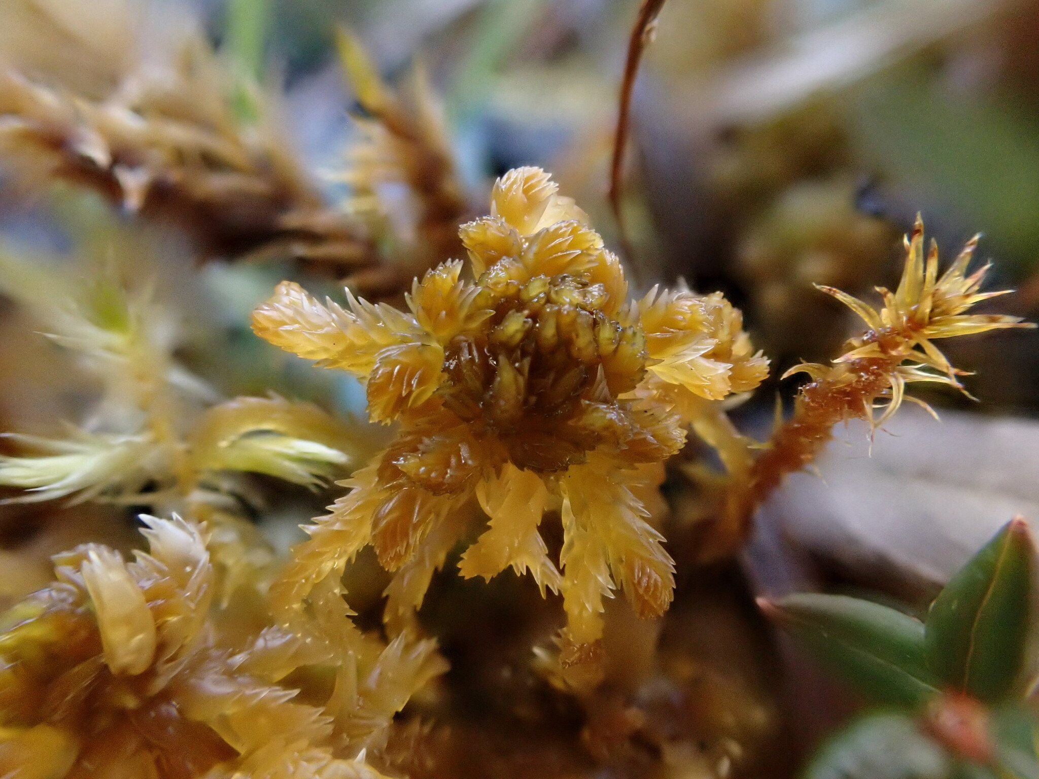 Sphagnum contortum Schultz, 1819