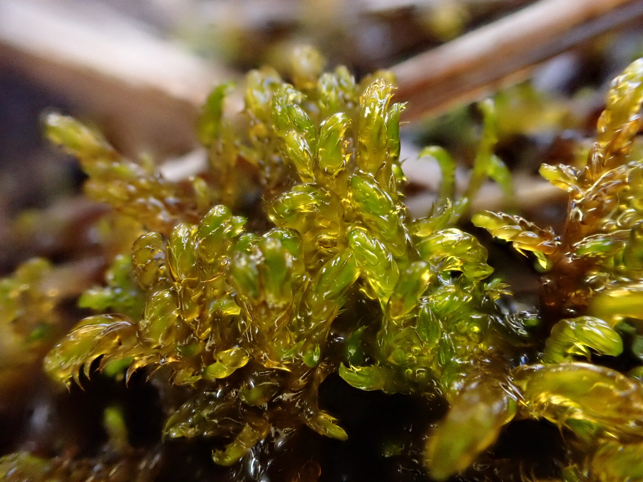 Scorpidium (Schimp.) Limpr.