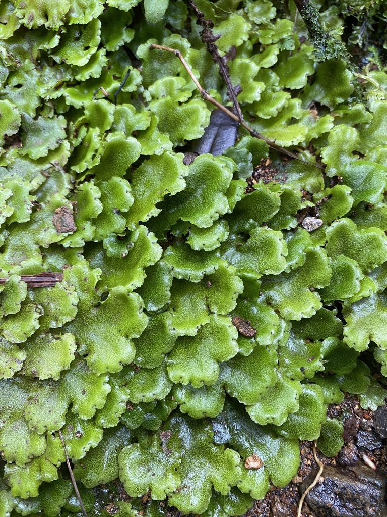 Monoclea gottschei from Puerto Rico, Jayuya, Puerto Rico, US on April ...