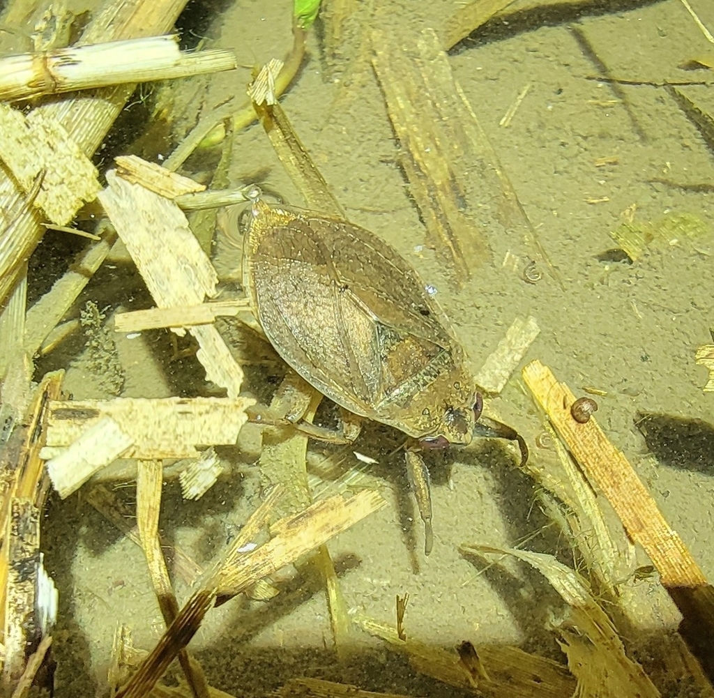 Elliptical Waterbugs from Daisen, JP-TT, JP on April 12, 2023 at 09:07 ...