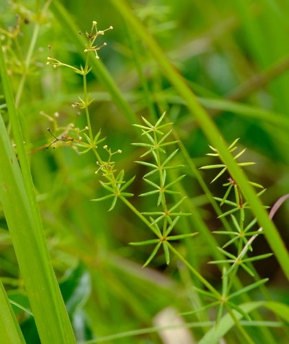 Galium bussei · iNaturalist