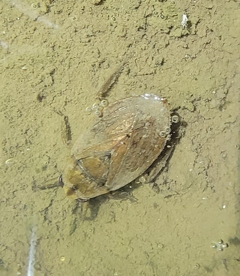 Elliptical Waterbugs from Daisen, JP-TT, JP on April 12, 2023 at 09:54 ...