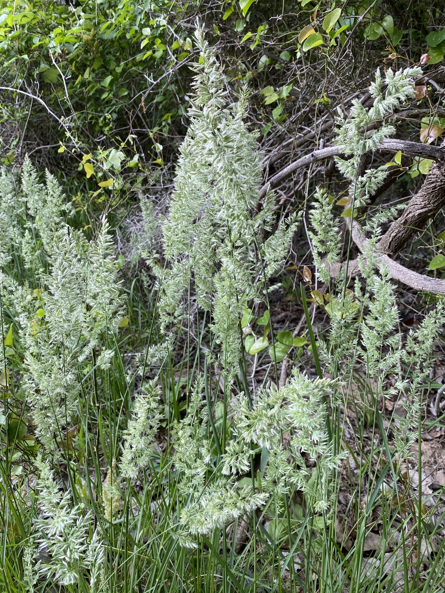 Poa arachnifera Torr.
