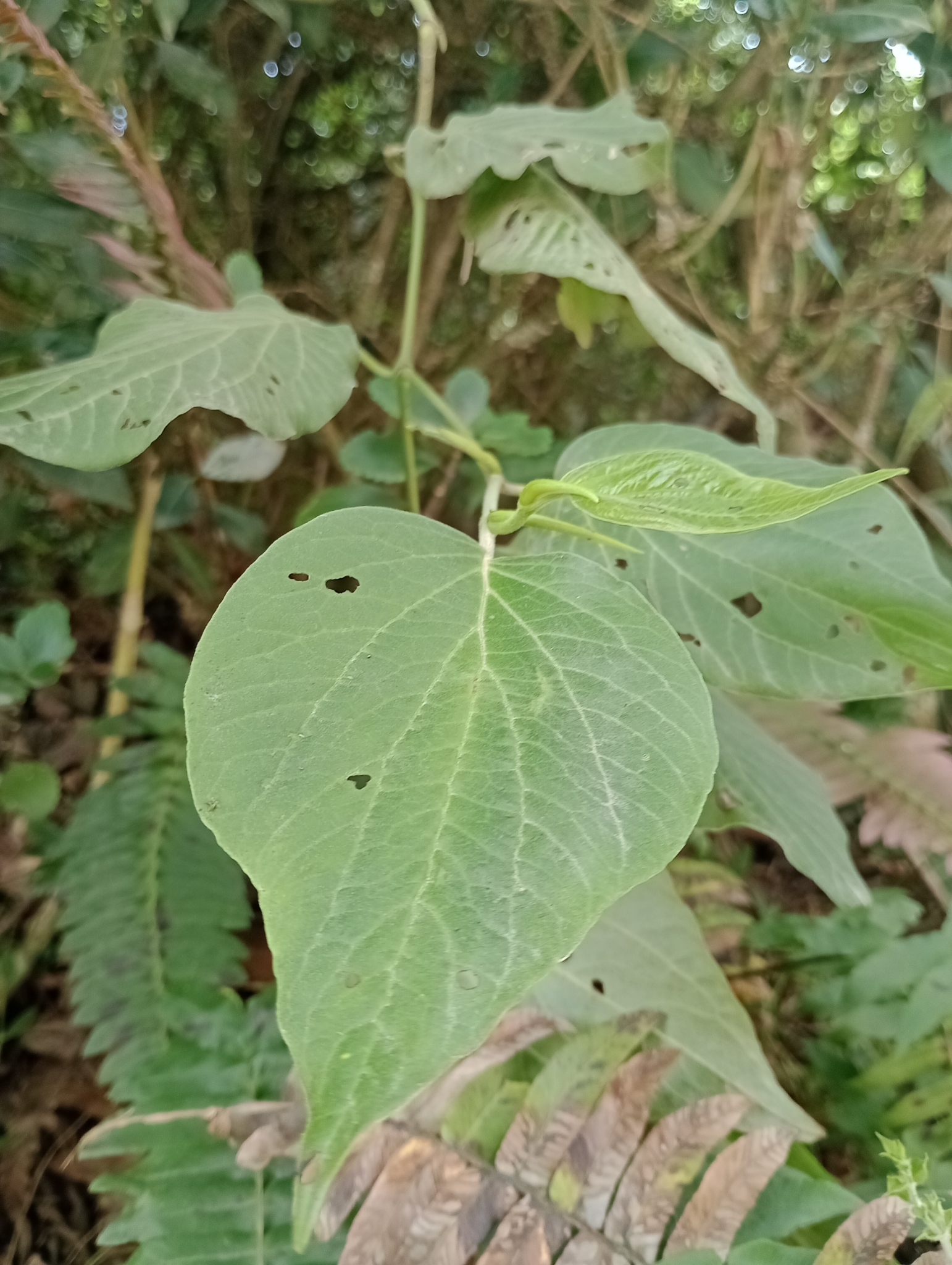 Piper barbatum Kunth