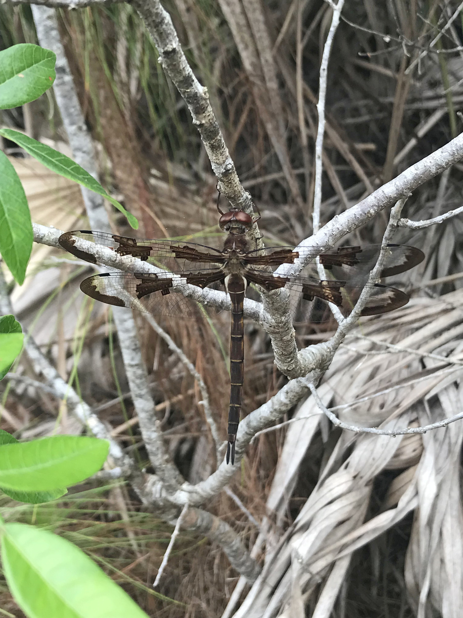 Epitheca princeps Hagen, 1861