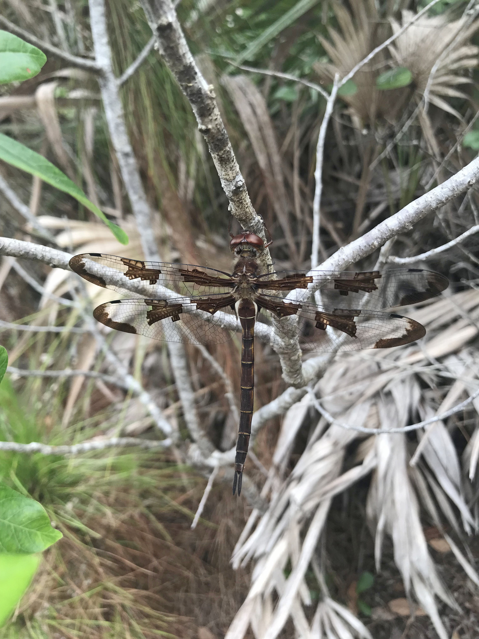 Epitheca princeps Hagen, 1861