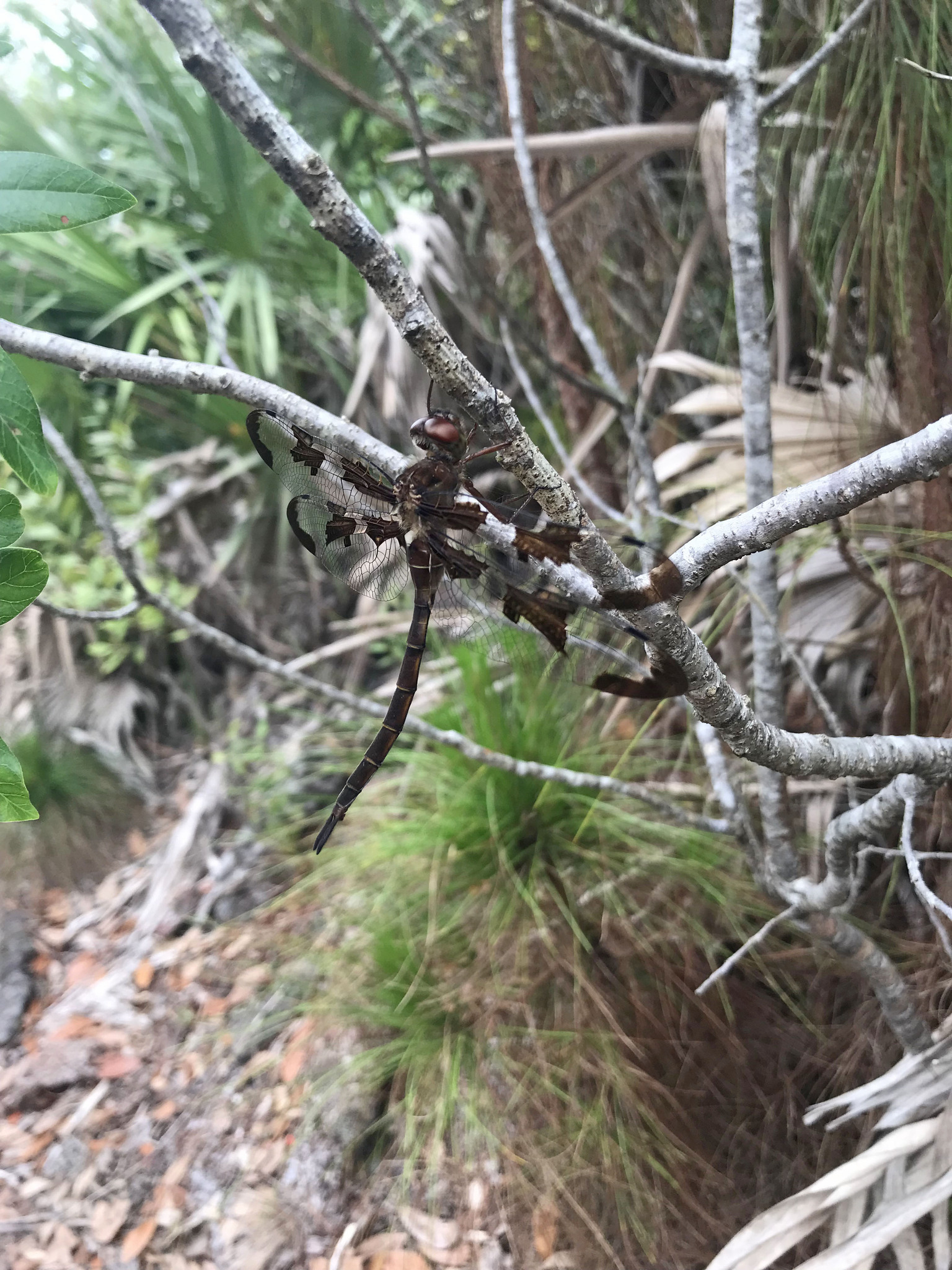 Epitheca princeps Hagen, 1861