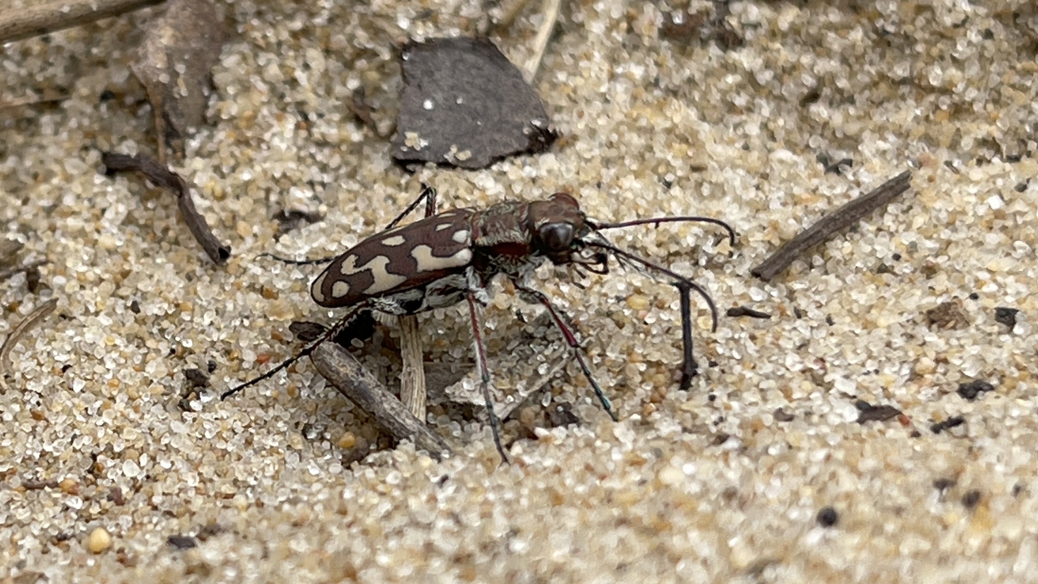 Lophyra flexuosa (Fabricius, 1787)