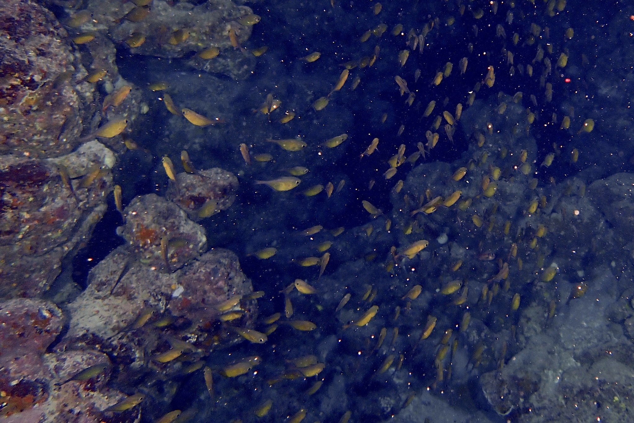 Pempheris adusta Bleeker, 1877