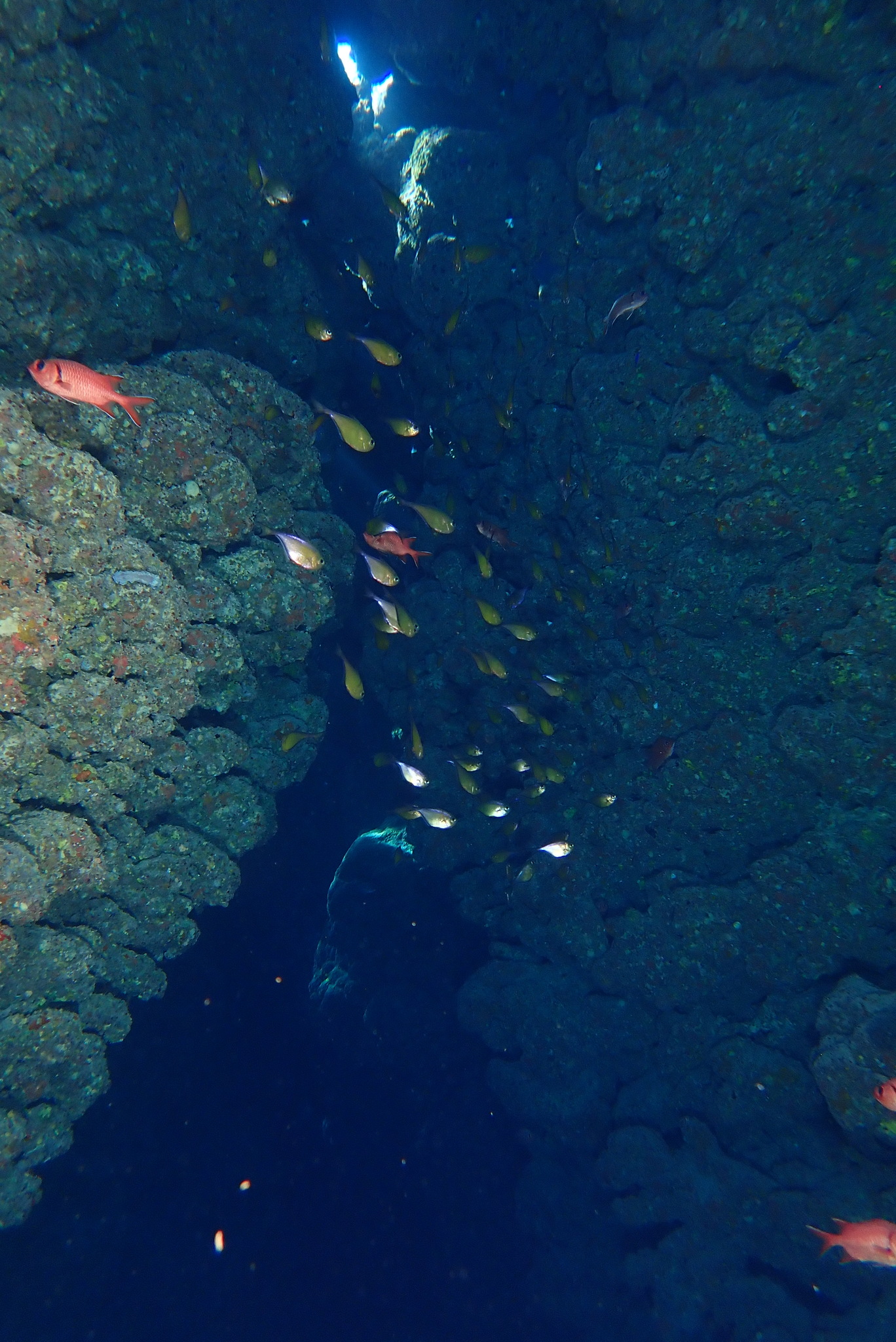 Pempheris adusta Bleeker, 1877