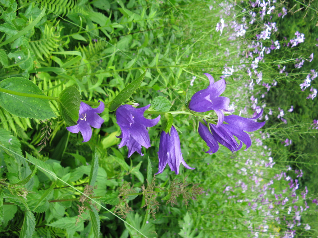 Giant Bellflower from город-курорт Сочи, Краснодарский край, Россия on ...