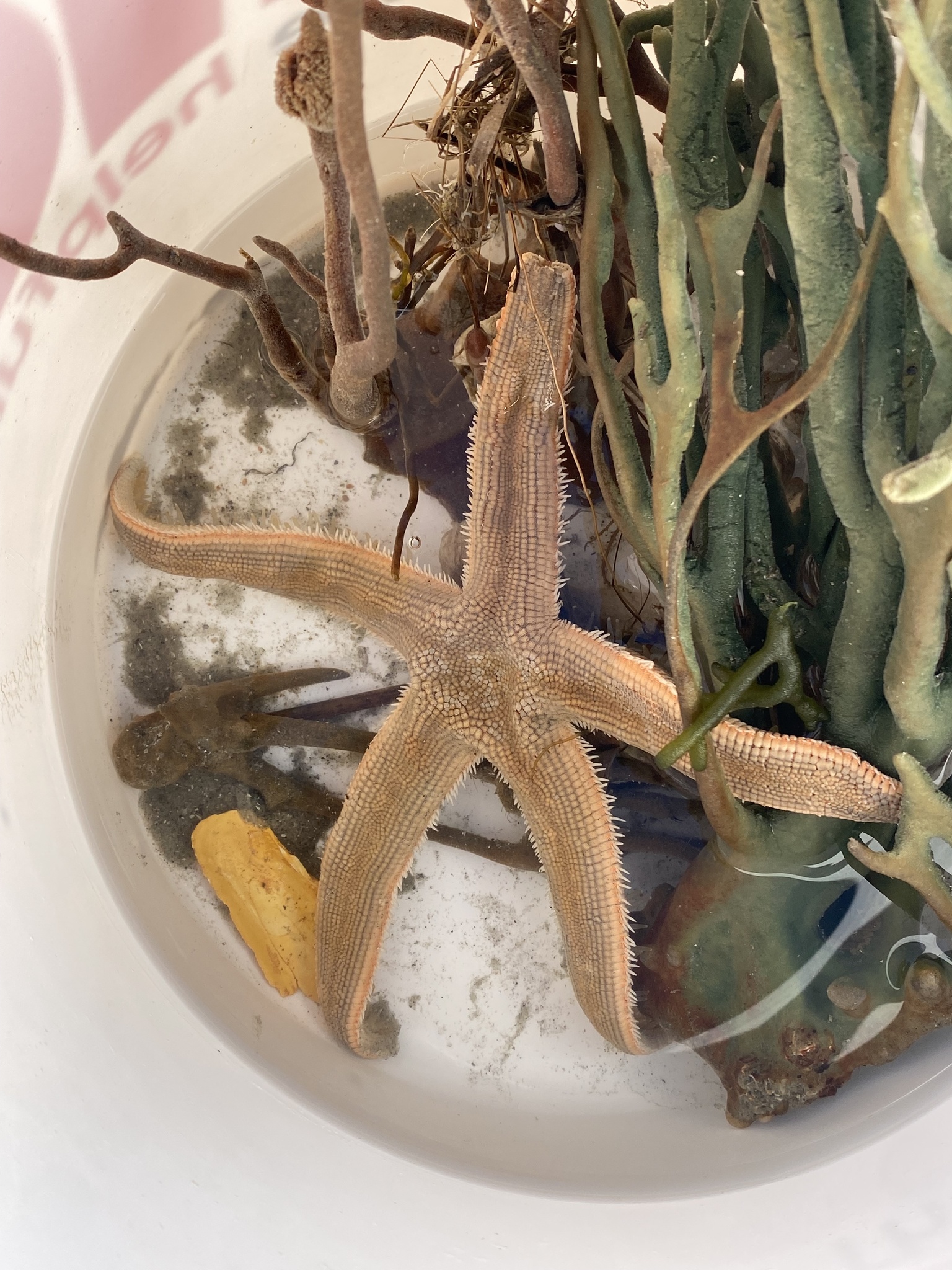 Luidia clathrata (Say, 1825)