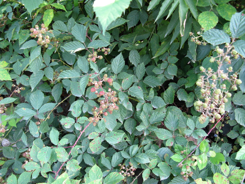 brambles from город-курорт Сочи, Краснодарский край, Россия on July 16 ...