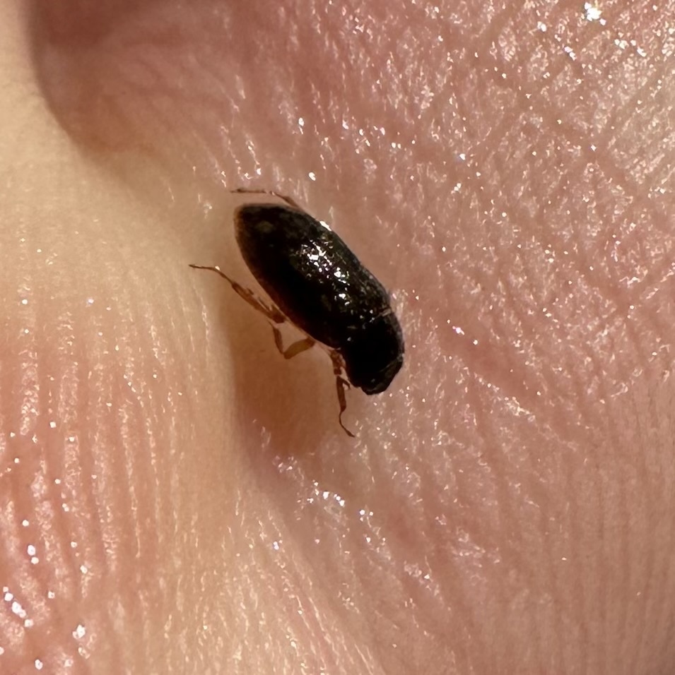 Helophoridae
