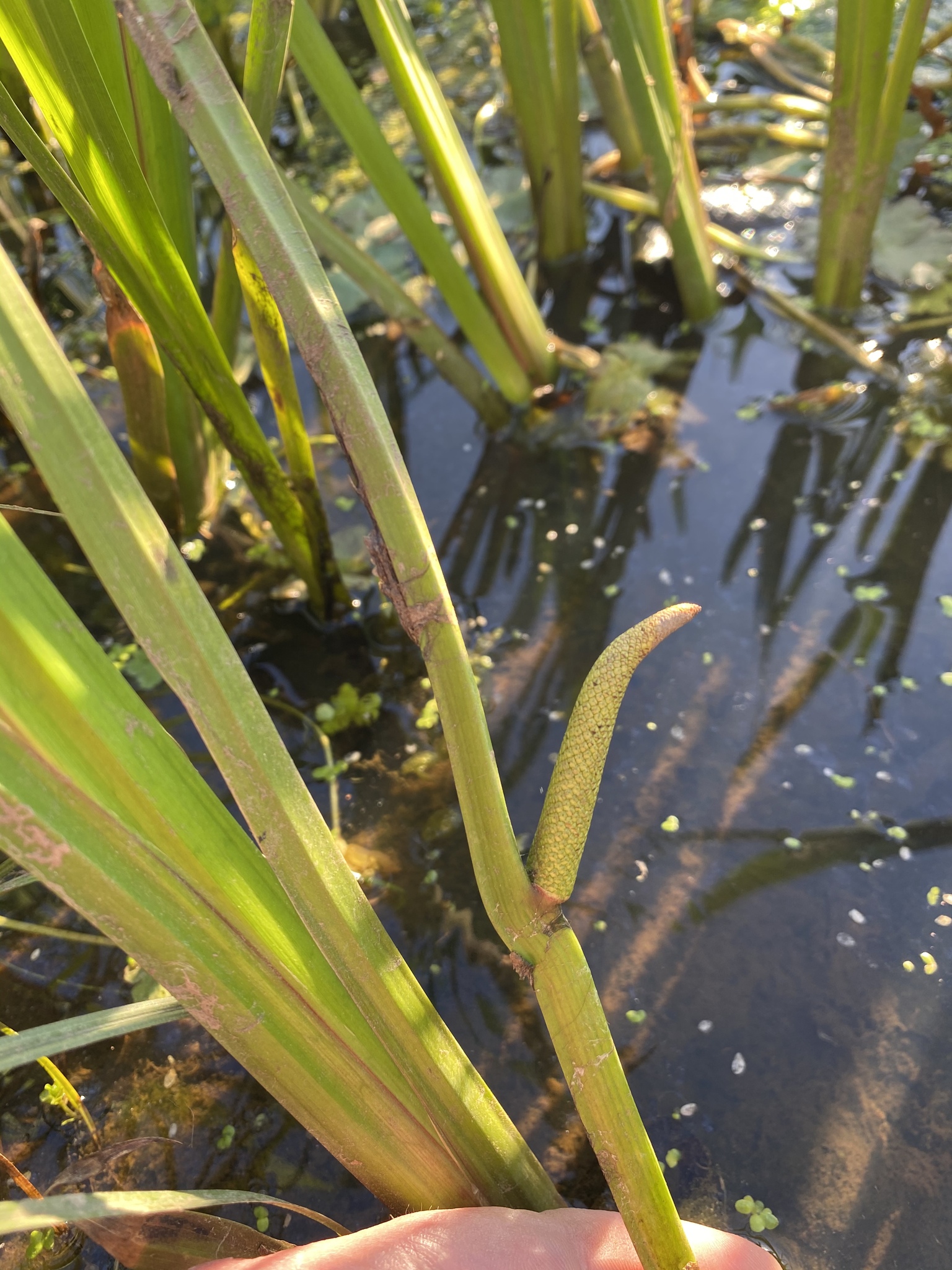 Acorus calamus L.