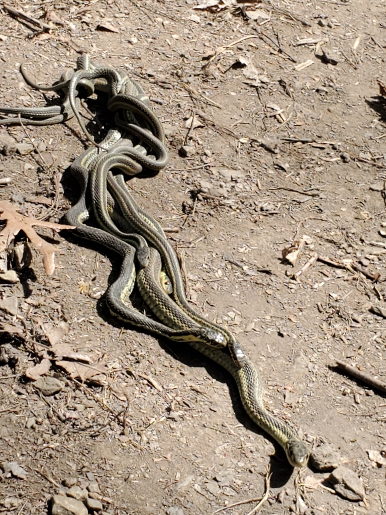 Eastern Garter Snake from Frick Park on April 12, 2023 at 01:43 PM by ...