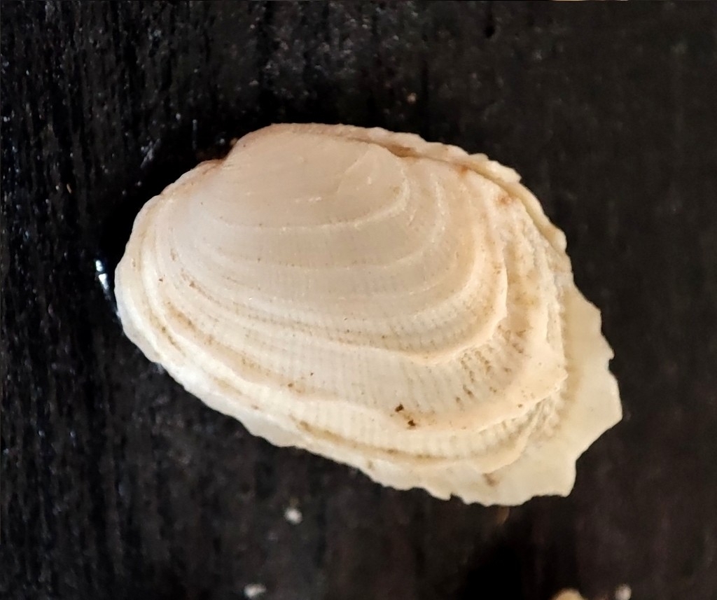 Irus irus (Linnaeus, 1758)