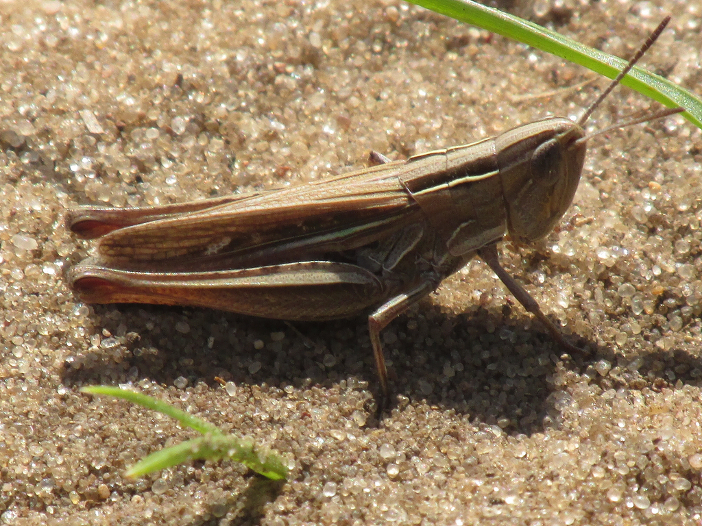 Velvet-striped Grasshopper from Sauk County, WI, USA on May 27, 2022 by ...