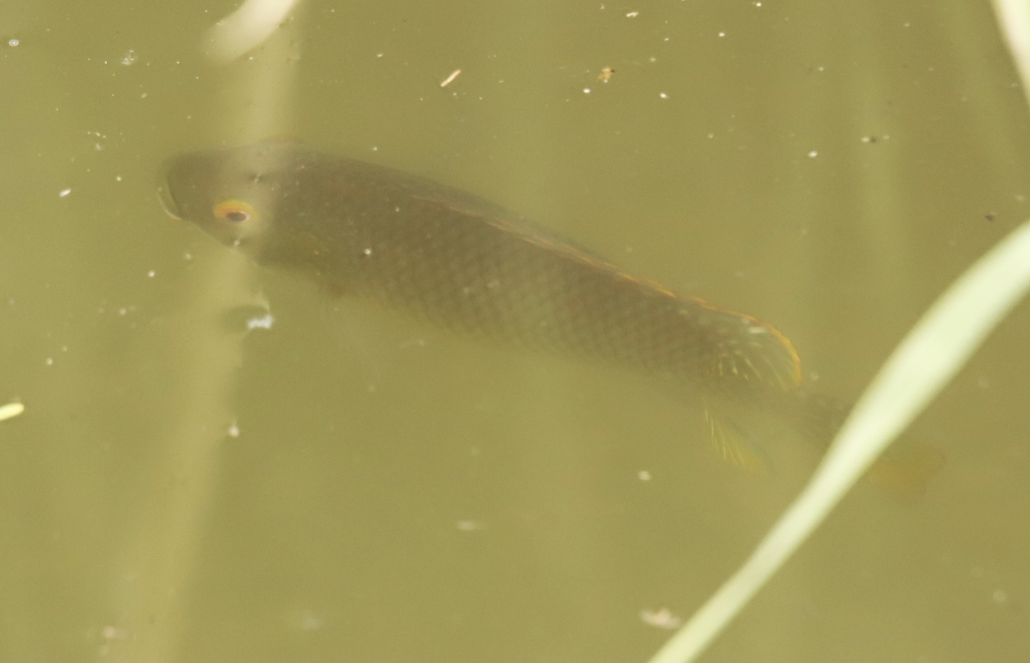 Coptodon zillii (Gervais, 1848)