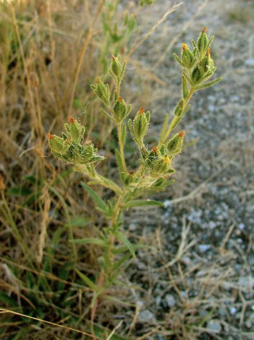 mountain tarweed from Richmond, BC, Canada on August 7, 2006 at 10:55 ...