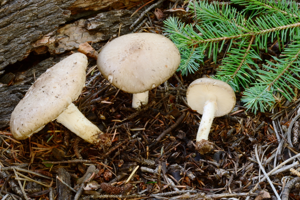 Floccularia from Greer, AZ 85927, USA on August 11, 2018 at 02:53 PM by ...