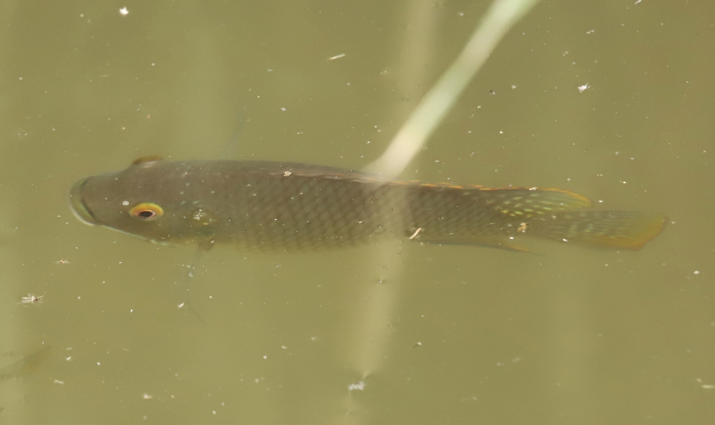 Coptodon zillii (Gervais, 1848)