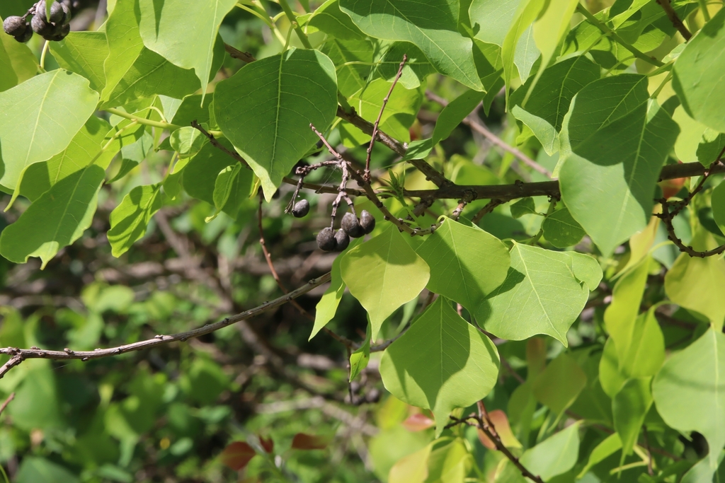 Chinese Tallow from Woods of Shavano, San Antonio, TX, USA on April 12 ...