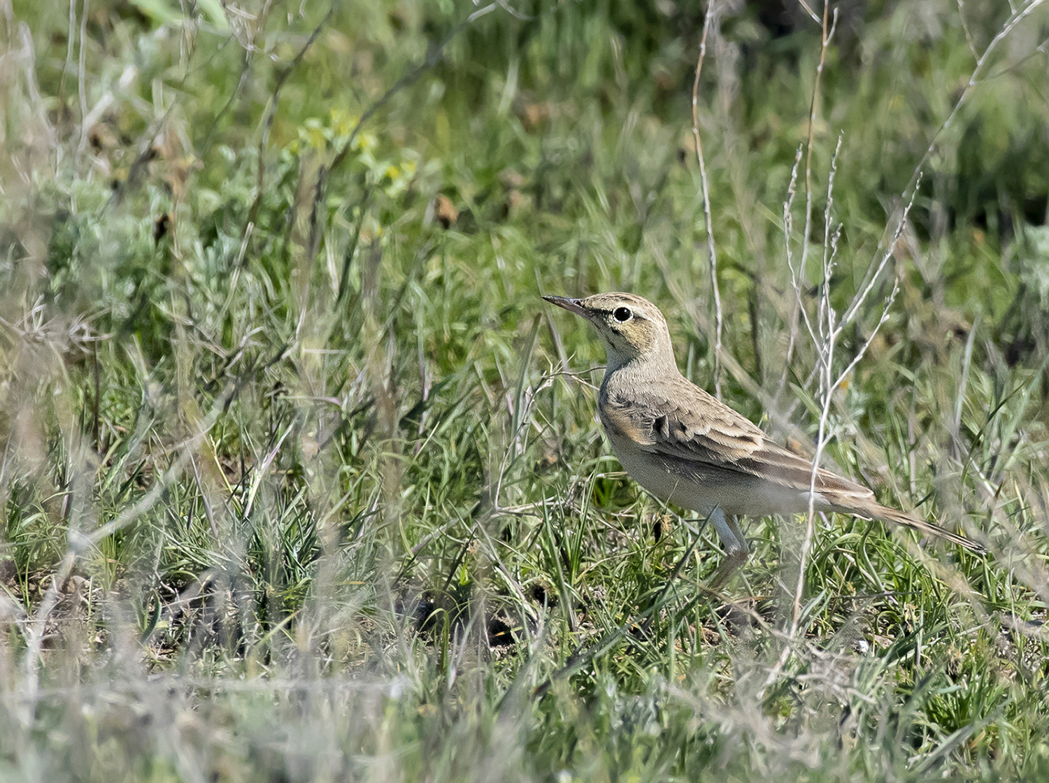 Anthus campestris (Linnaeus, 1758)
