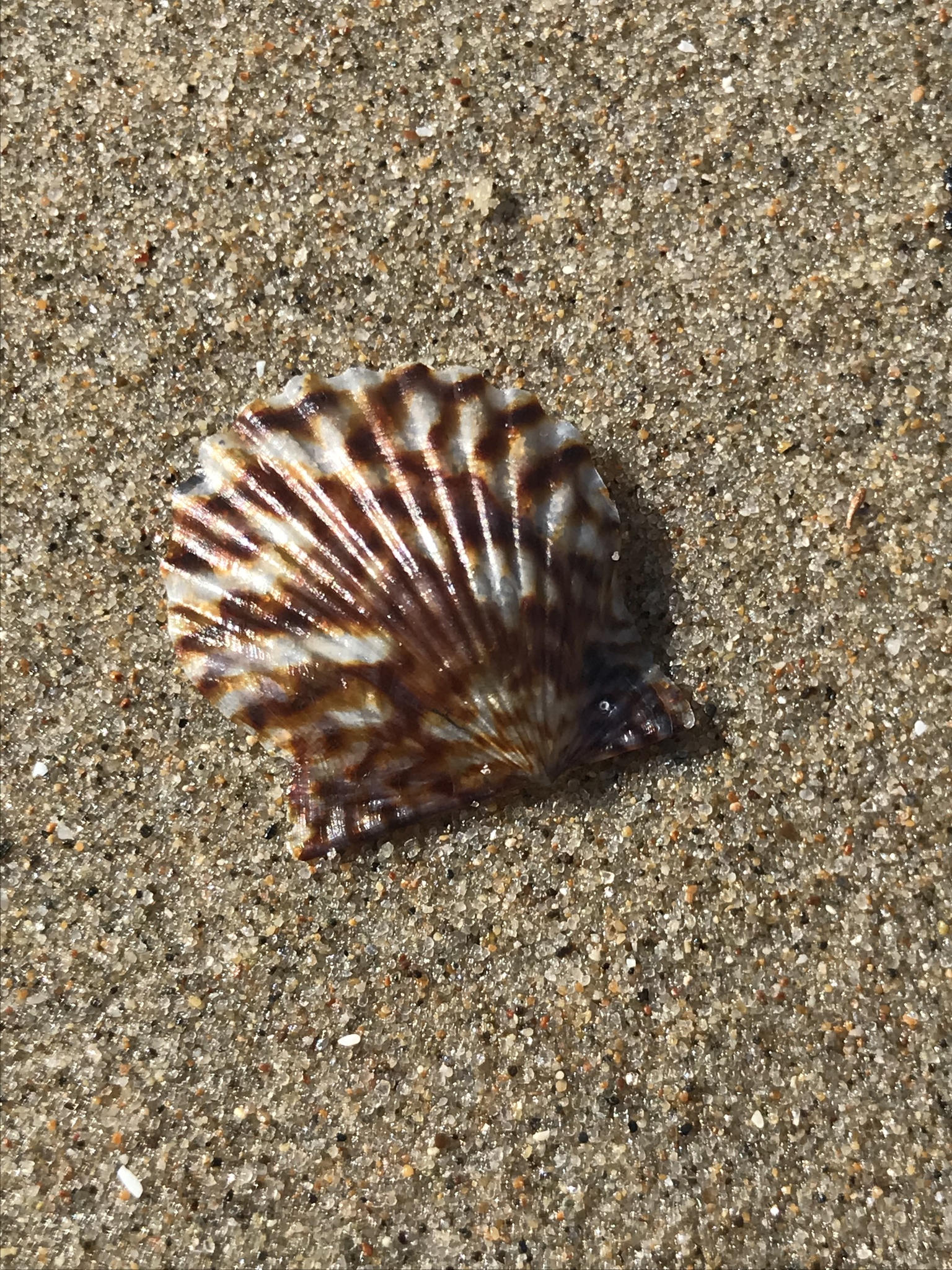 Leptopecten latiauratus (Conrad, 1837)