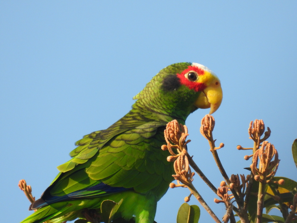 Yellow-lored Amazon in March 2023 by Ermilo López-Cobá · iNaturalist