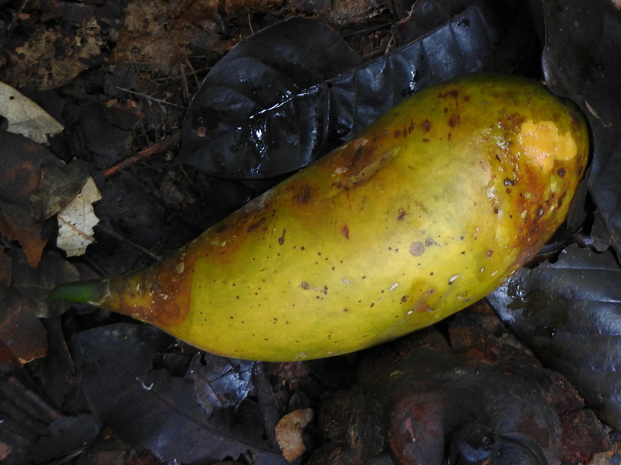 Geissospermum laeve (Vell.) Miers