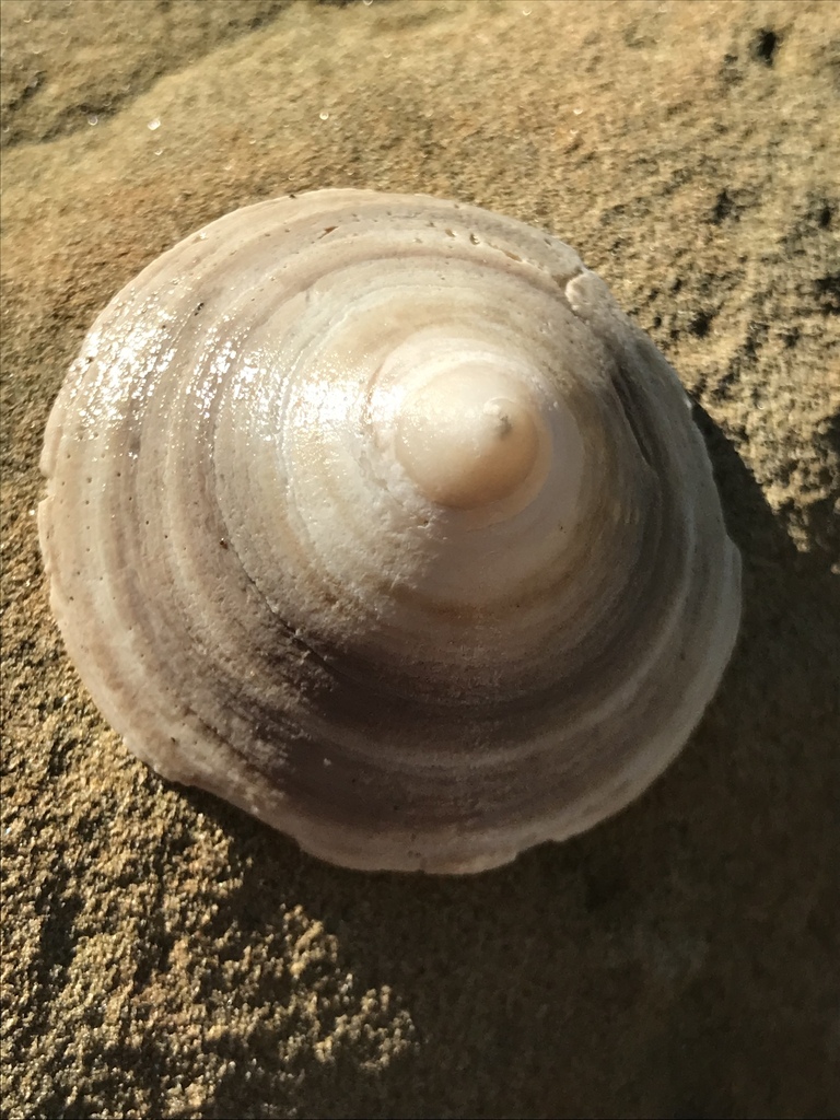 Calyptraea mamillaris from 5986 Sandspit Rd, Goleta, CA 93117, USA on ...