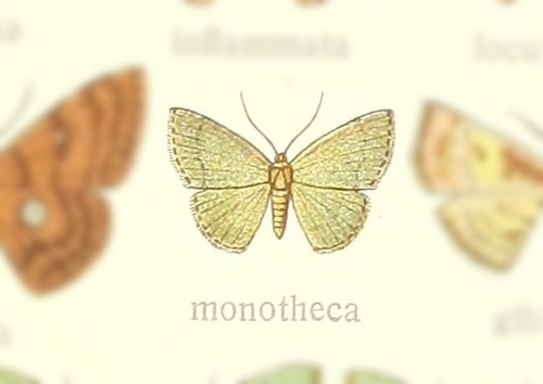Dithecodes monotheca · iNaturalist