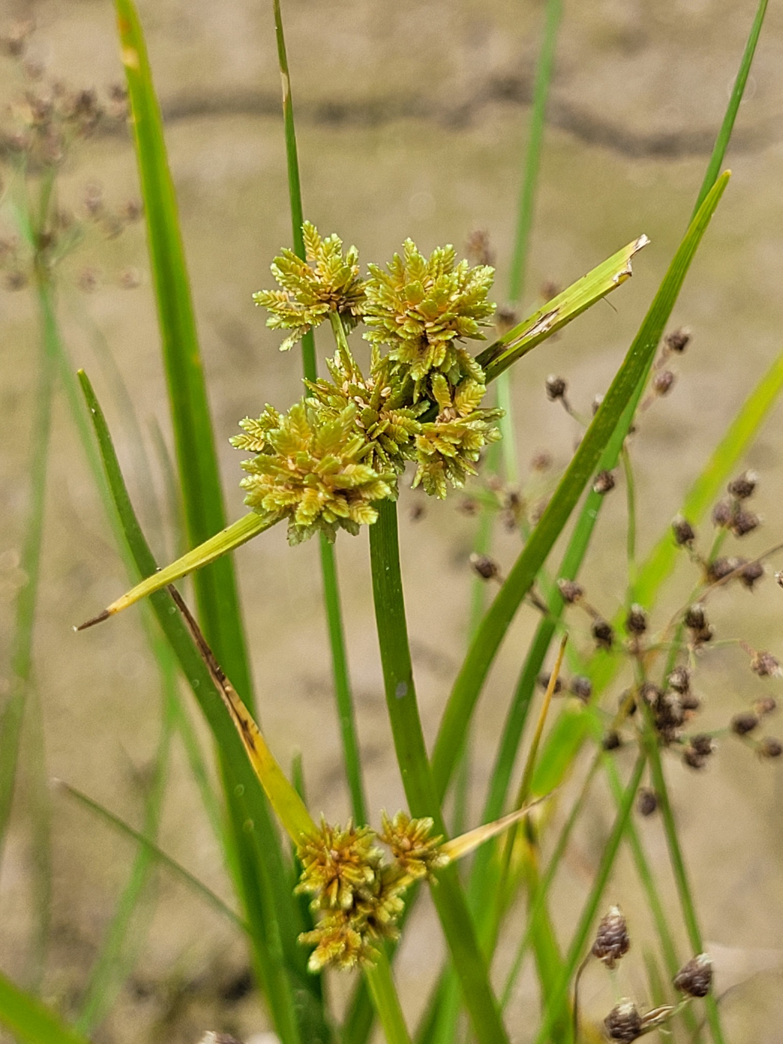 Cyperus difformis L.