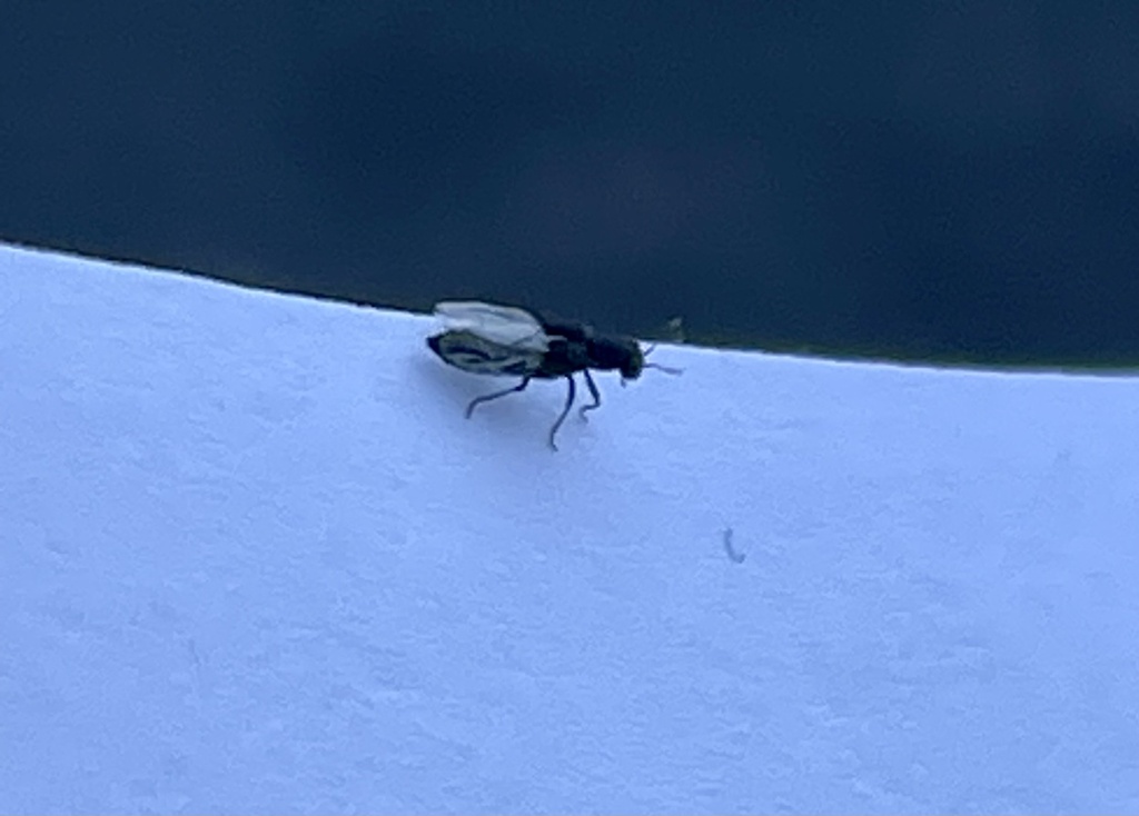 Winged and Once-winged Insects from RT-109, Eureka, MO, US on April 12 ...