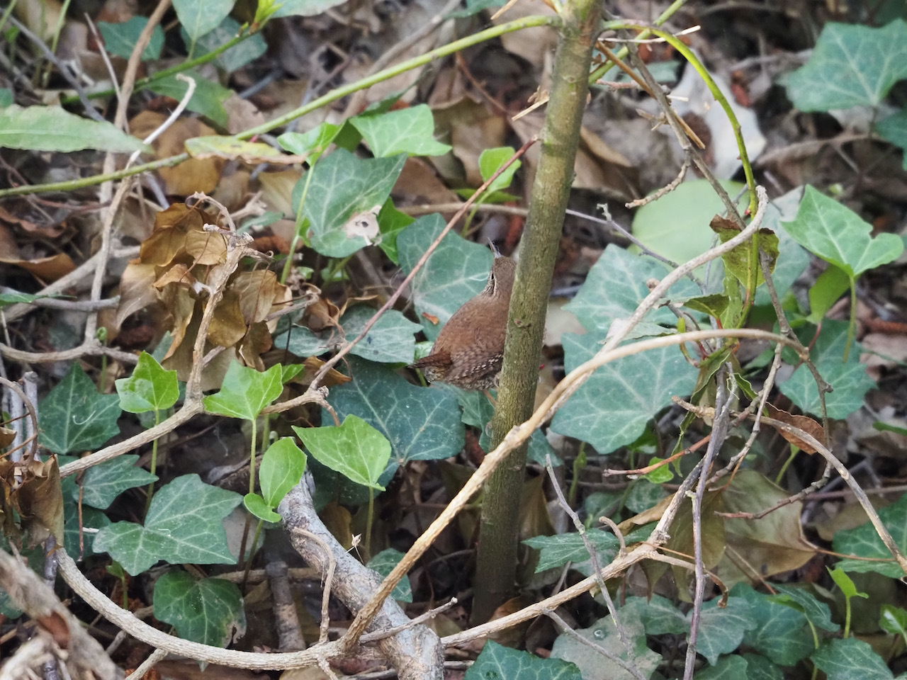 Troglodytes troglodytes troglodytes
