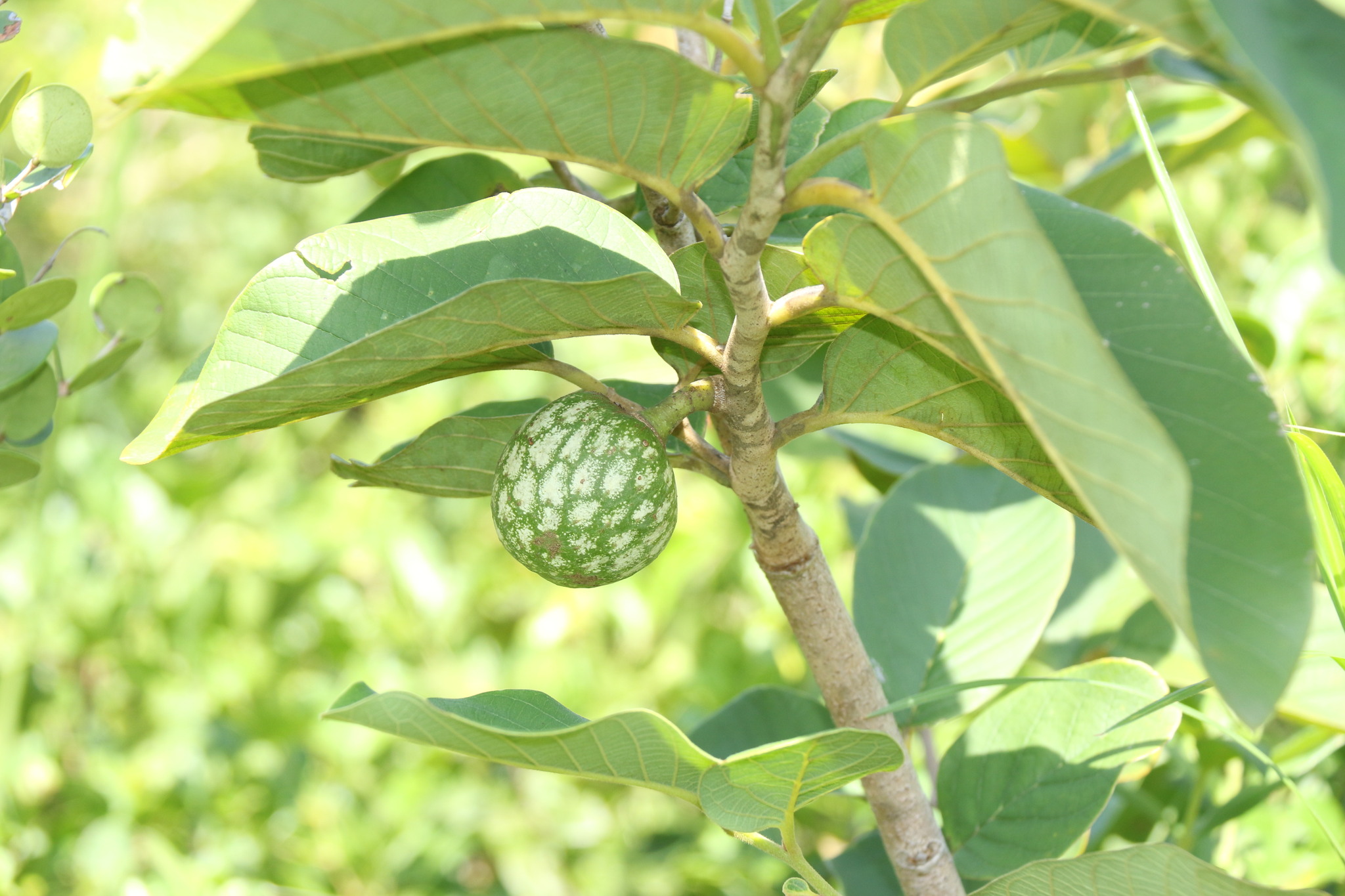 Annona senegalensis Pers.