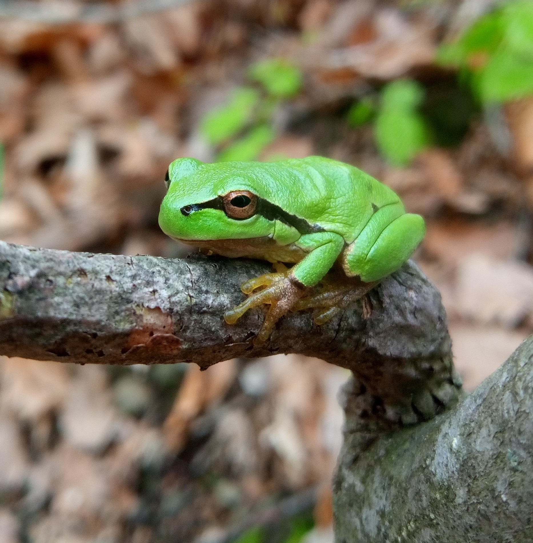 Hyla orientalis Bedriaga, 1890