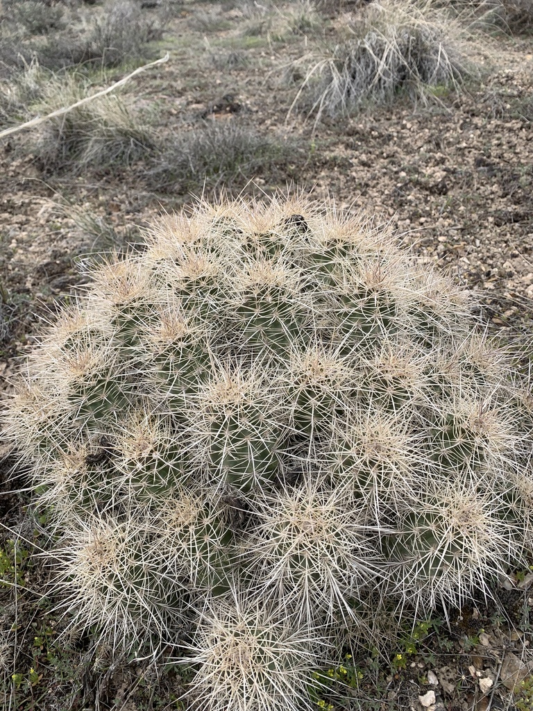 Mojave Kingcup Cactus from Fairfield, UT, US on April 12, 2023 at 01:10 PM by ellie_larkin ...