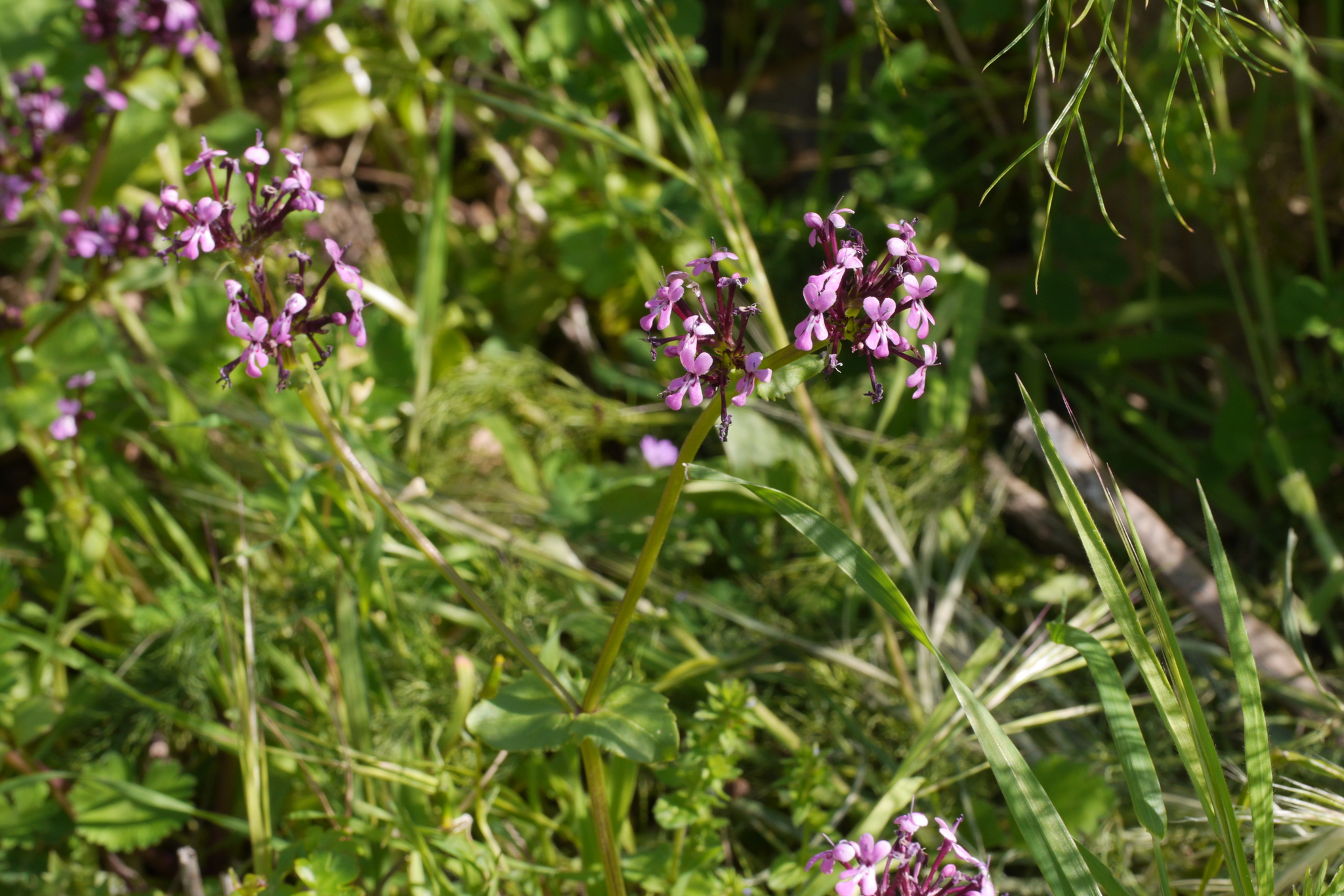 Fedia graciliflora Fisch. & C.A.Mey.