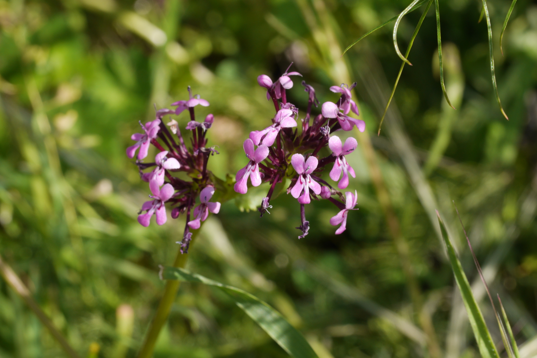 Fedia graciliflora Fisch. & C.A.Mey.