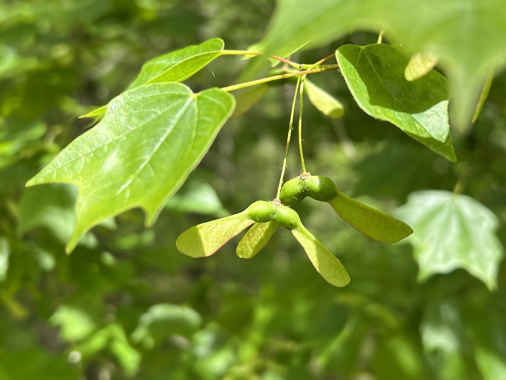 chalk maple from Midway, AL, US on April 12, 2023 at 01:09 PM by Eric ...