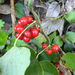 Carolina snailseed (Nephroia carolina) · iNaturalist