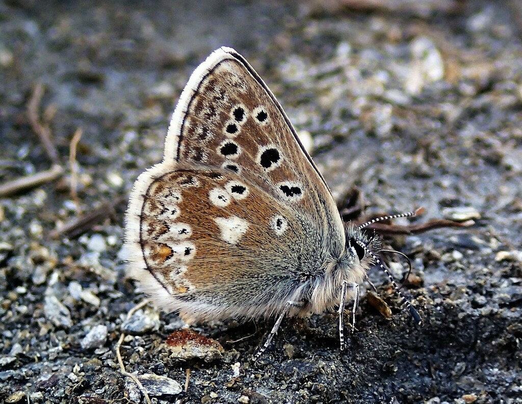 Arctic Blue (Butterflies ONP) · iNaturalist