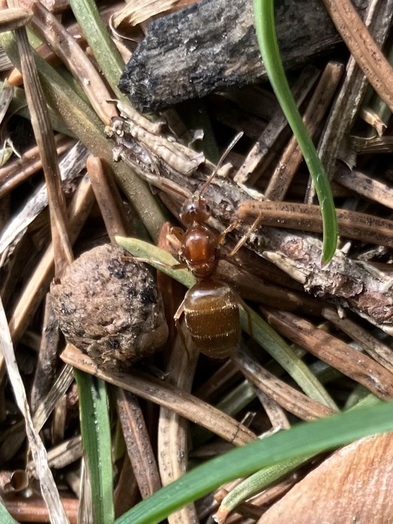 American Winter Ant from Bowdoin College, Brunswick, ME, US on April 12 ...