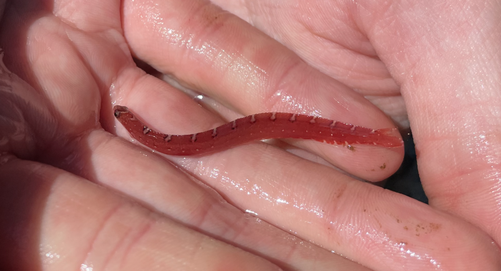 Pholis from Island, Washington, United States on April 11, 2023 at 02: ...