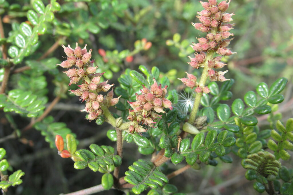 Weinmannia tomentosa from Lenguazaque, Cundinamarca, Colombia on ...
