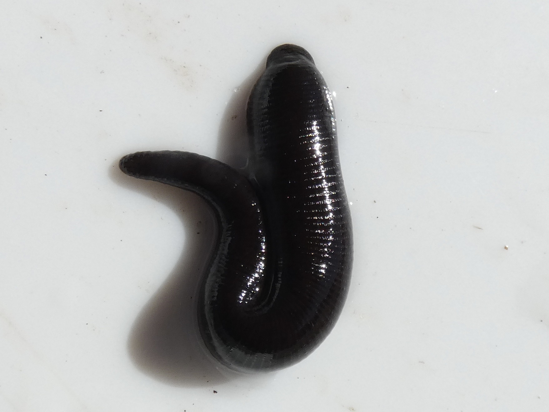 Haemopidae