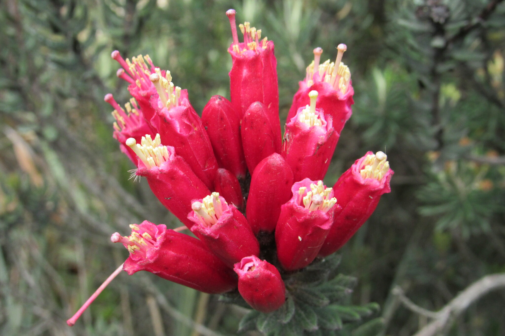 Bejaria resinosa Mutis ex L.fil.